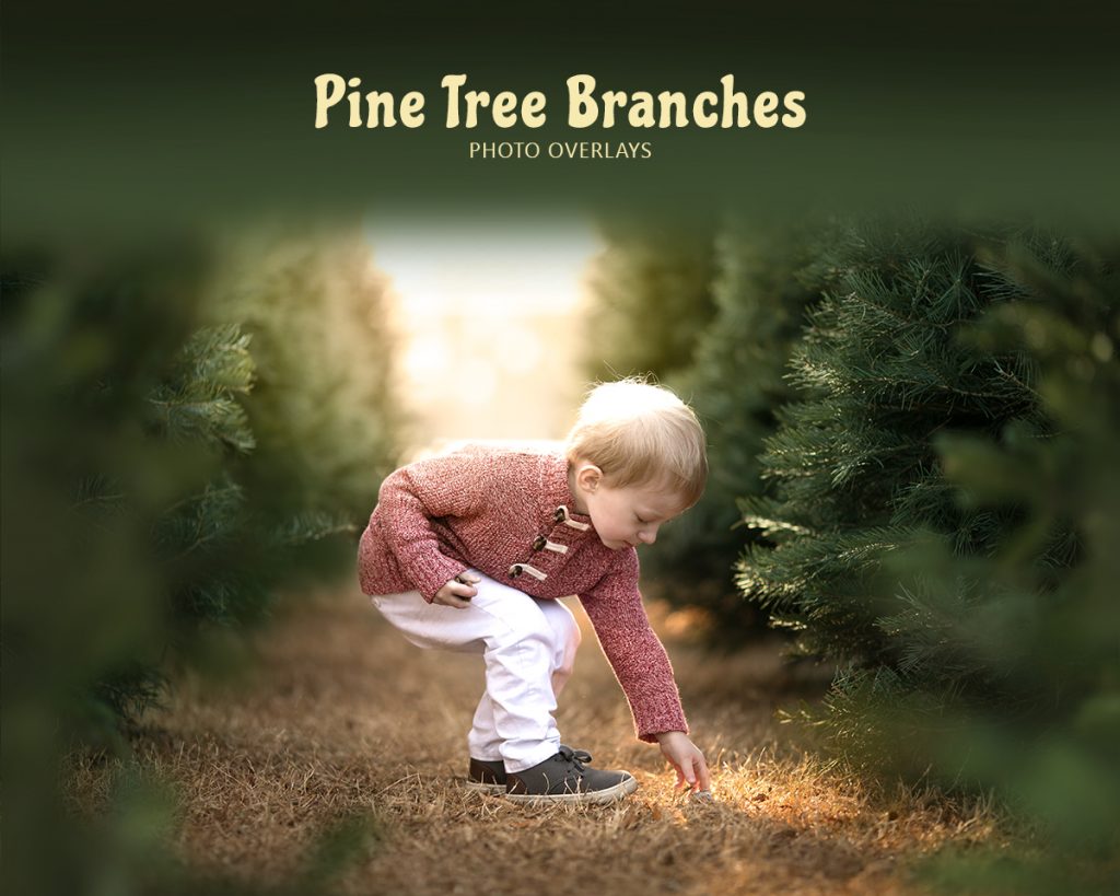 25 Pine Tree Branch Overlays - Photography World