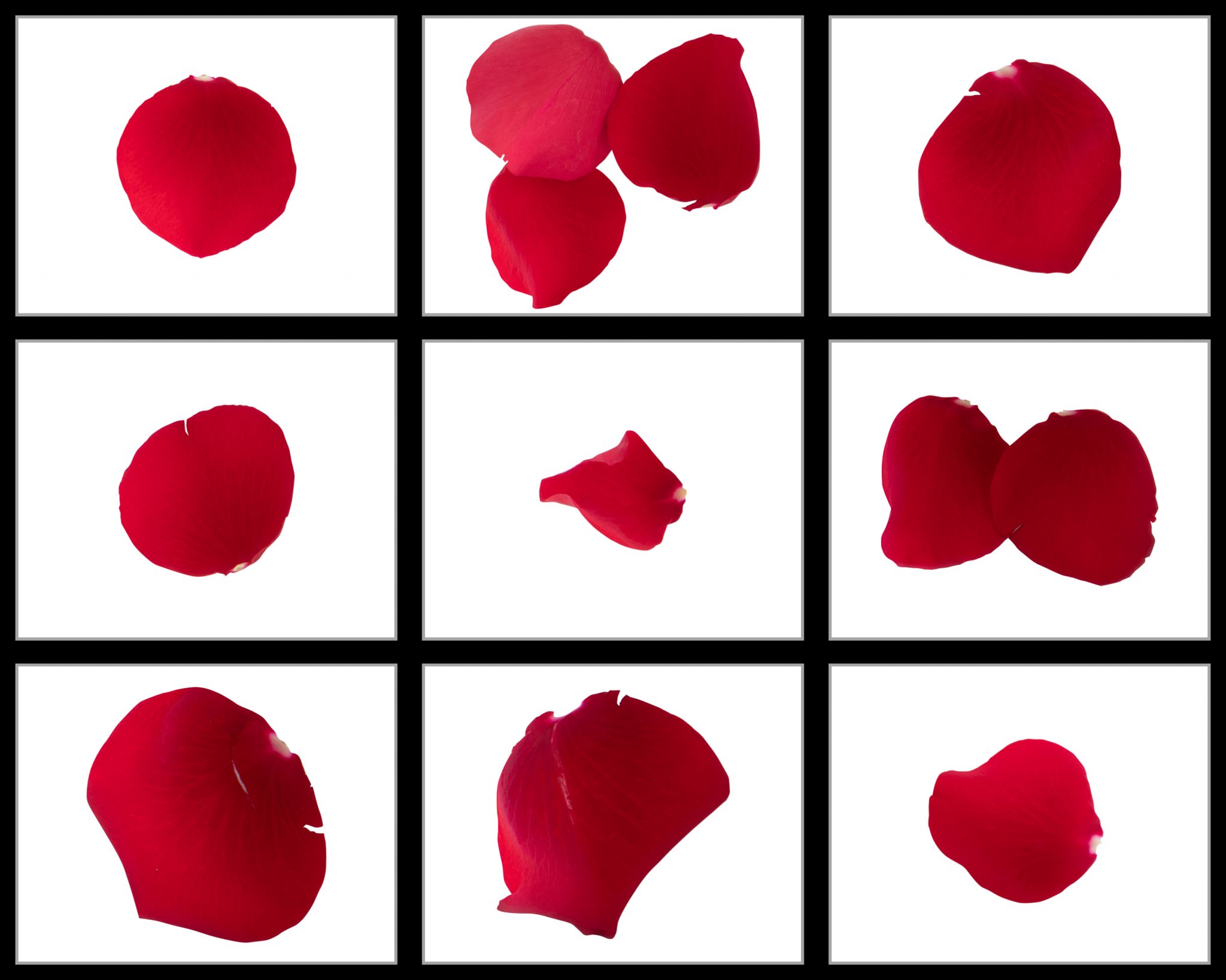 Rose Petal Overlays, Valentine's Day - Photography World